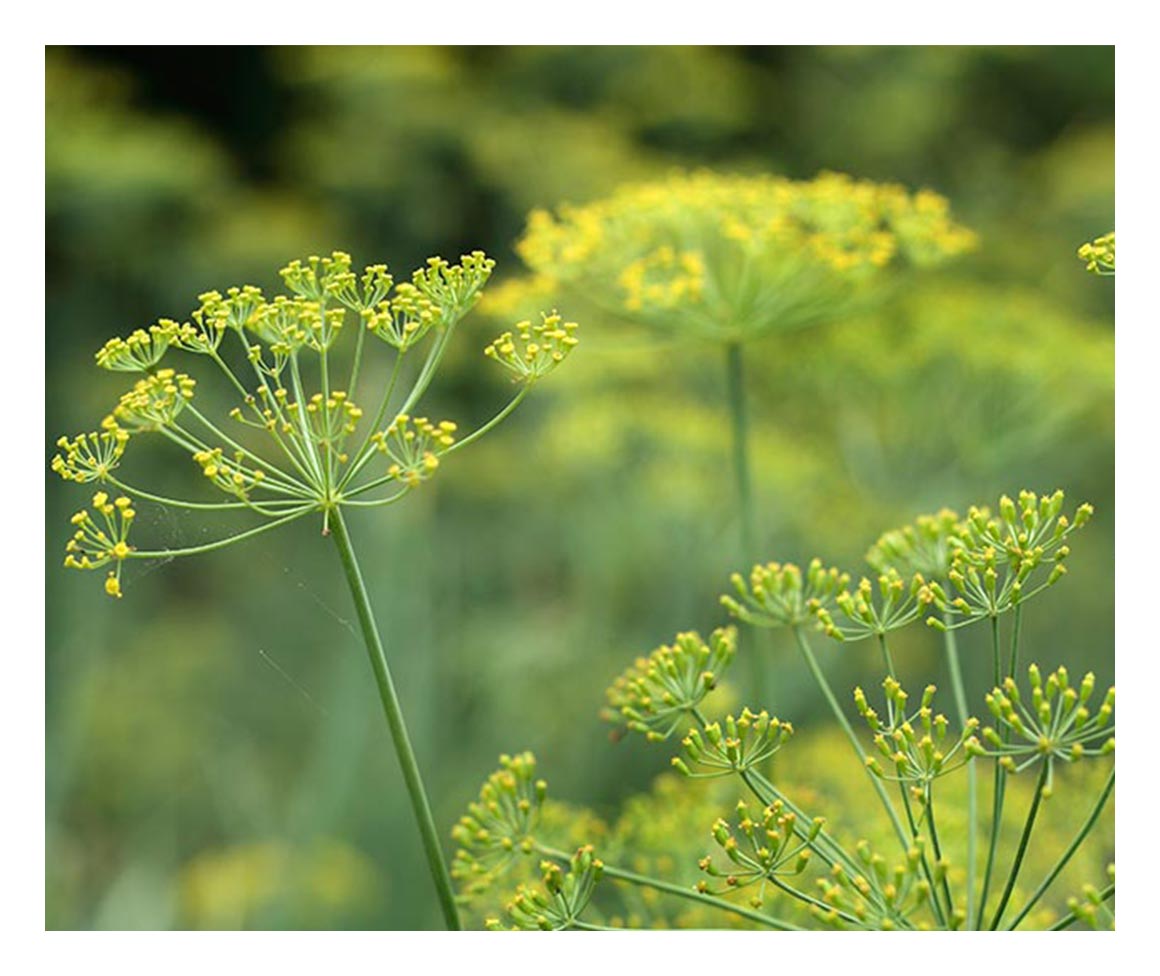 Fennel - Traditional Medicinals Canada