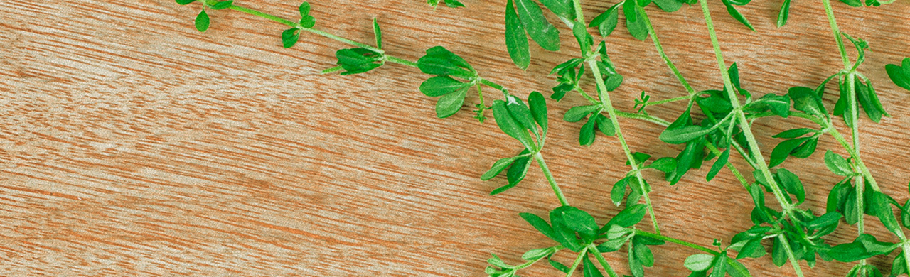 Our Herbs - Traditional Medicinals Canada